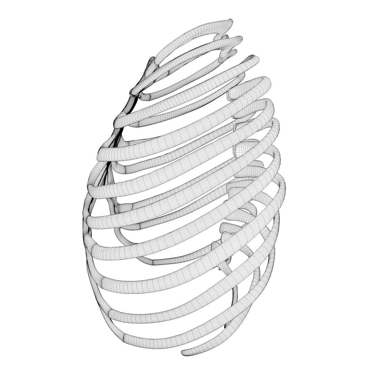3D Rib cage model without texture 3D model | CGTrader