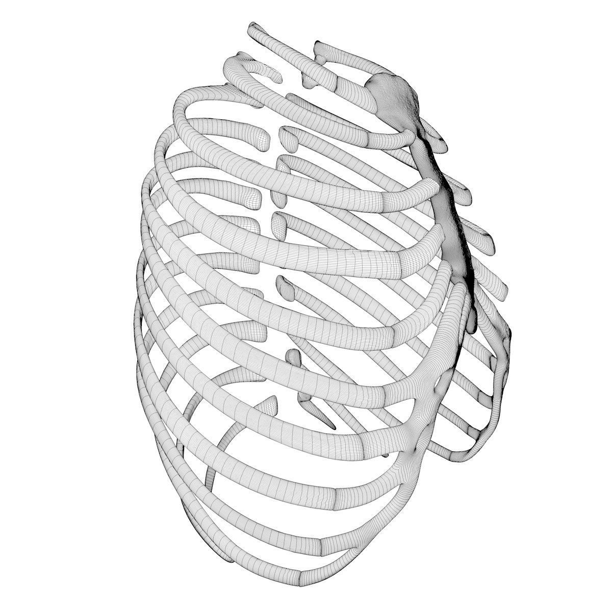 3D Rib cage model without texture 3D model | CGTrader