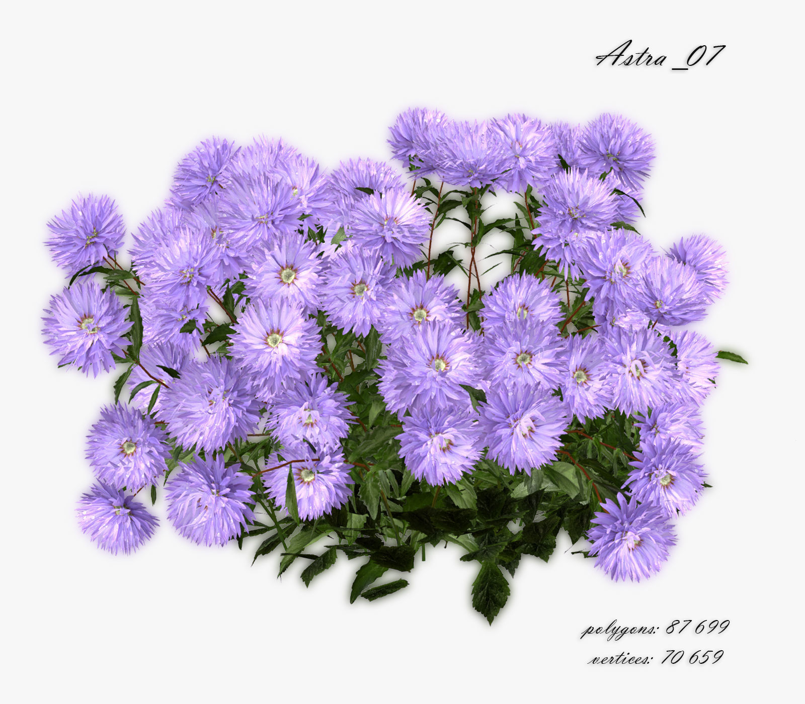 Flowers aster 3D model 3D model | CGTrader