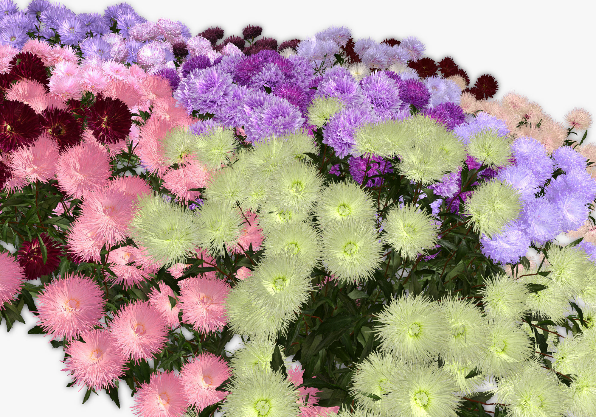 Flowers aster 3D model 3D model | CGTrader