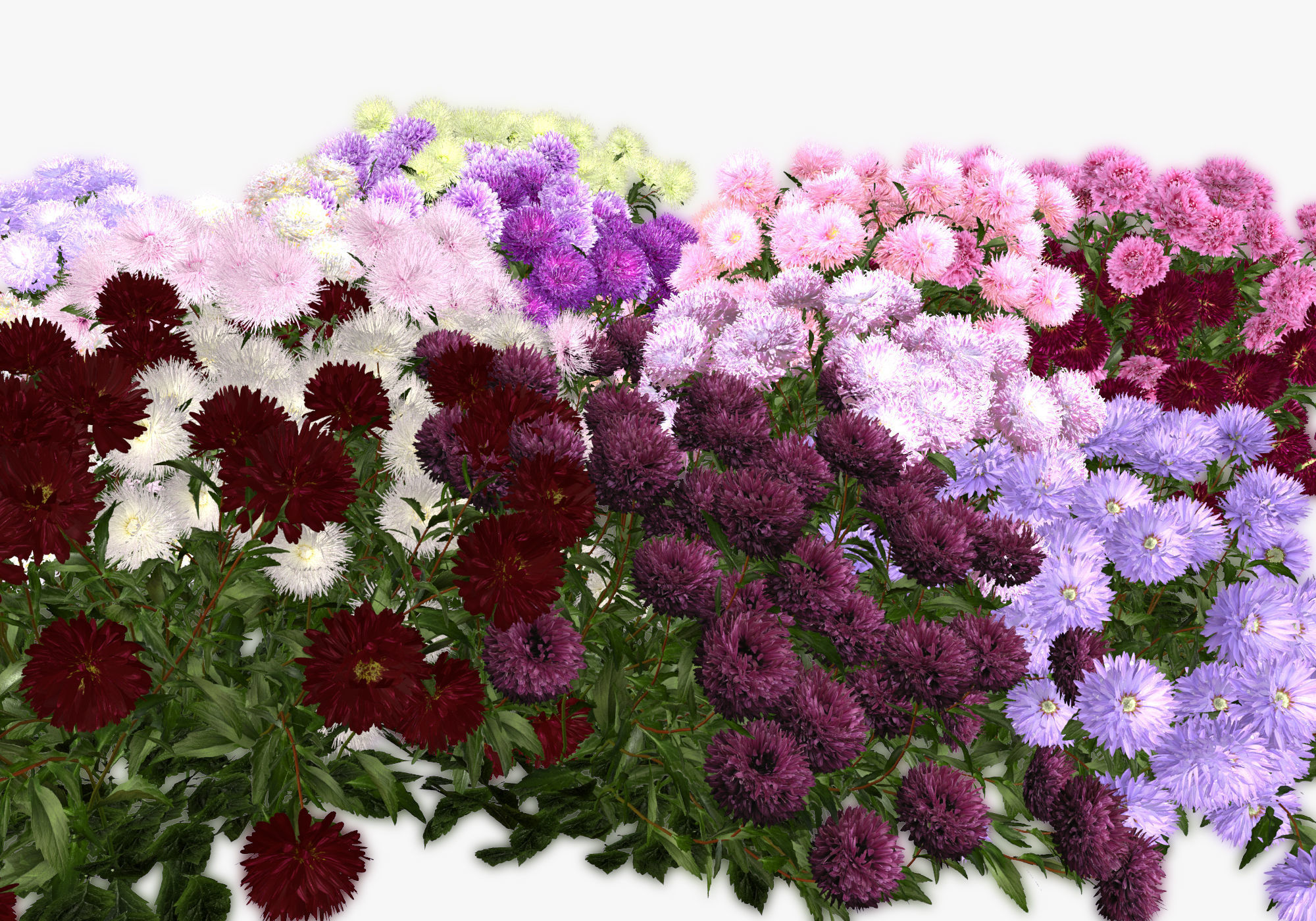 Flowers aster 3D model 3D model | CGTrader