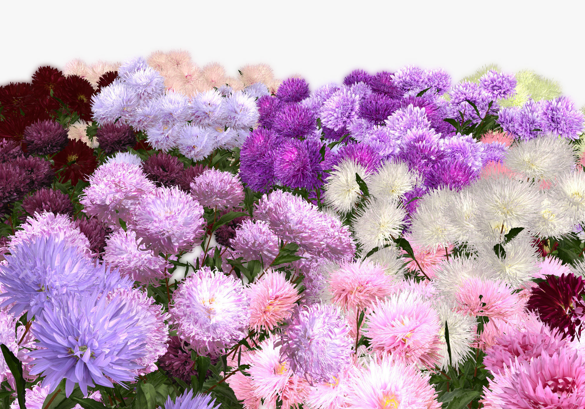 Flowers aster 3D model 3D model | CGTrader