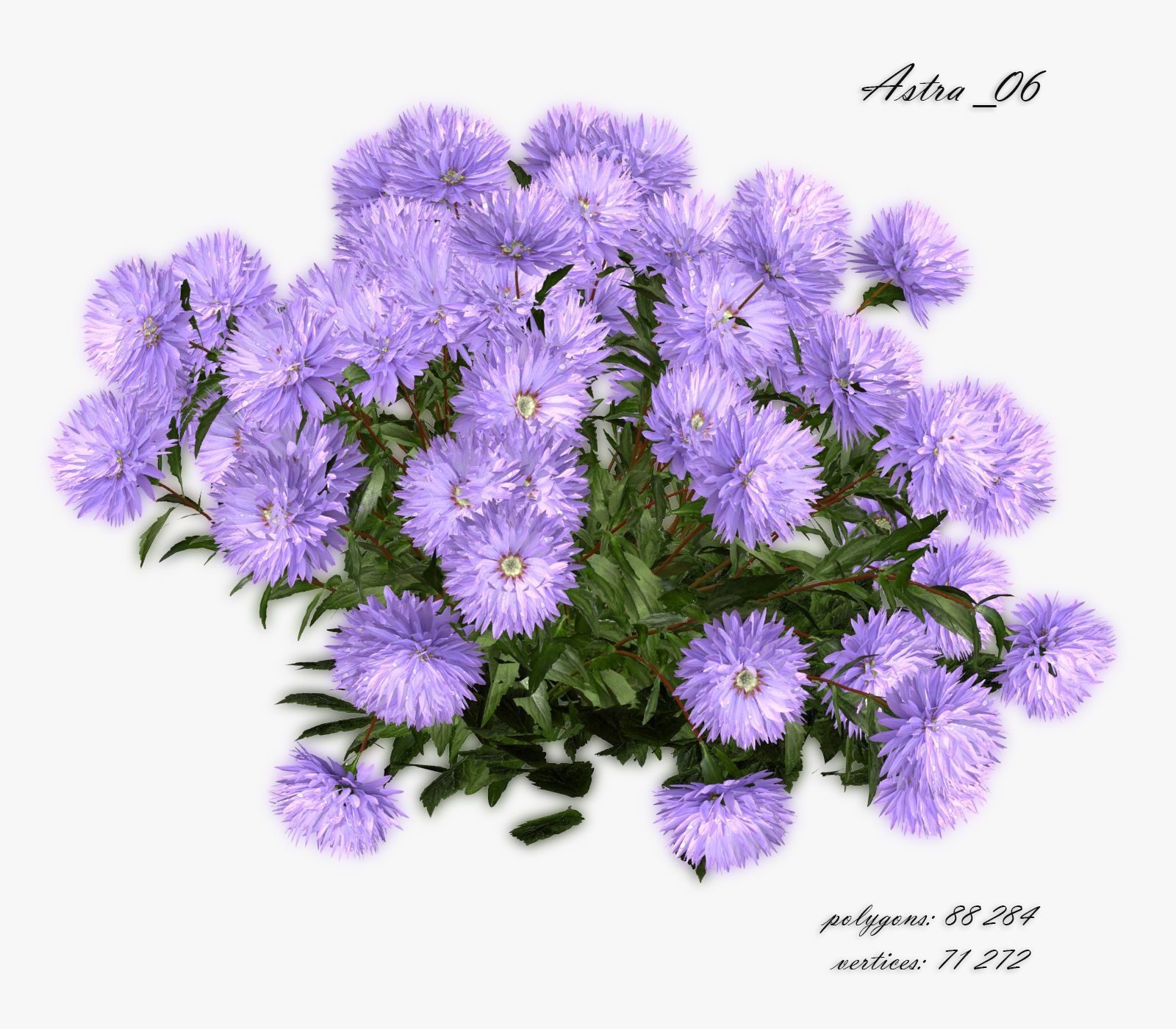 Flowers aster 3D model 3D model | CGTrader