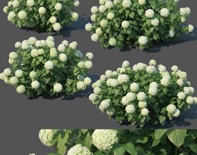 Hydrangea 3D Models | CGTrader