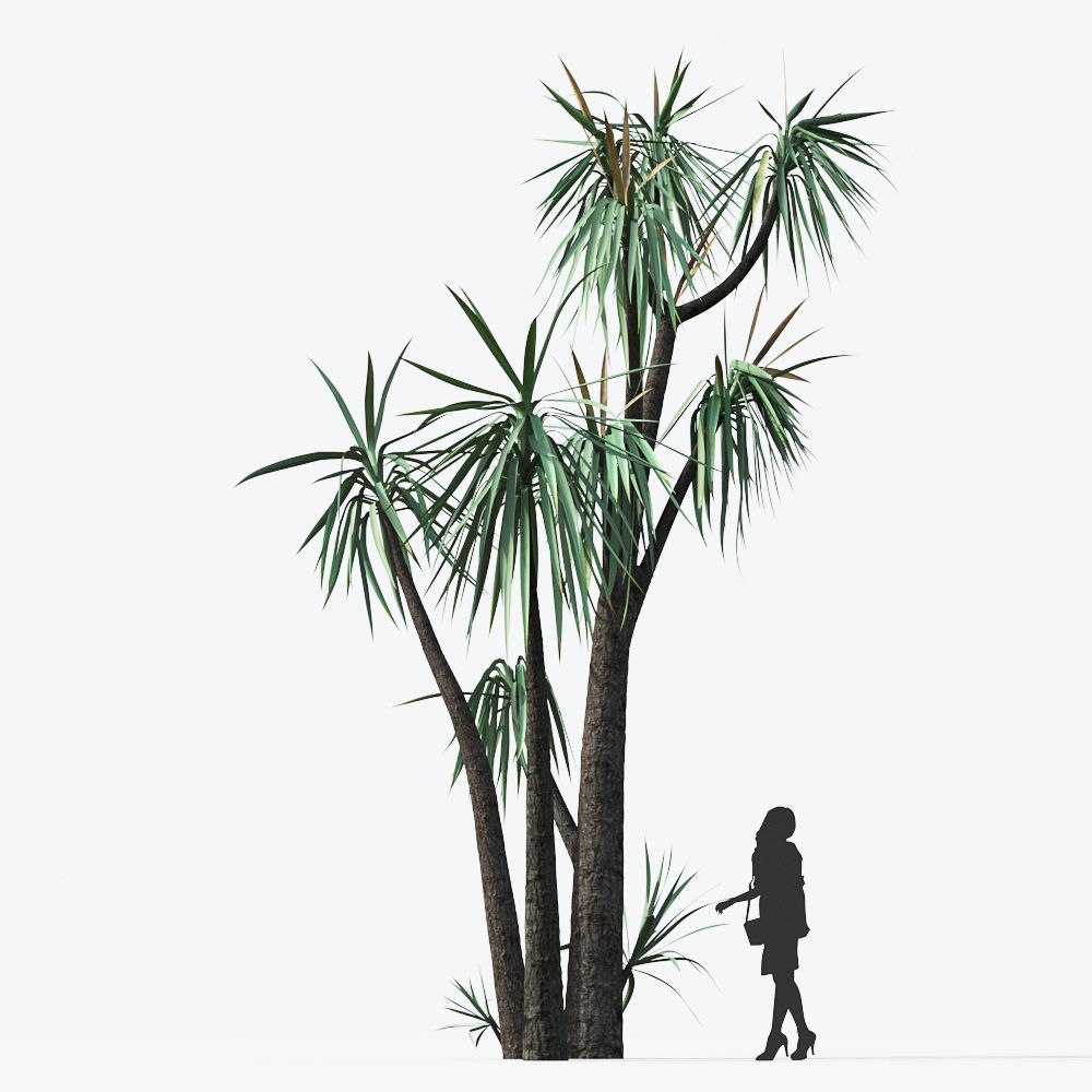 Tropical desert plant collection 3D model | CGTrader