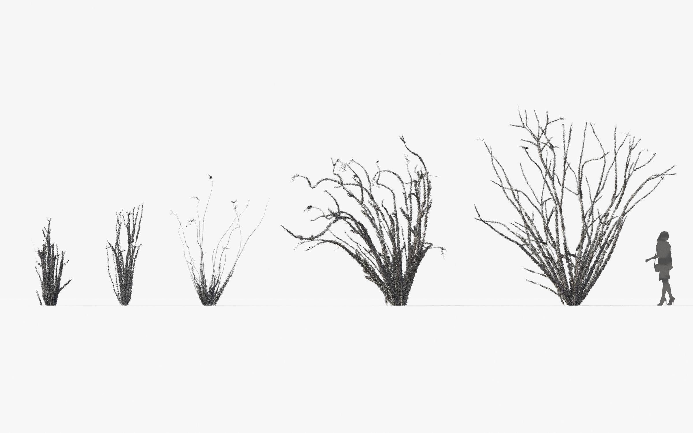 Tropical desert plant collection 3D model | CGTrader