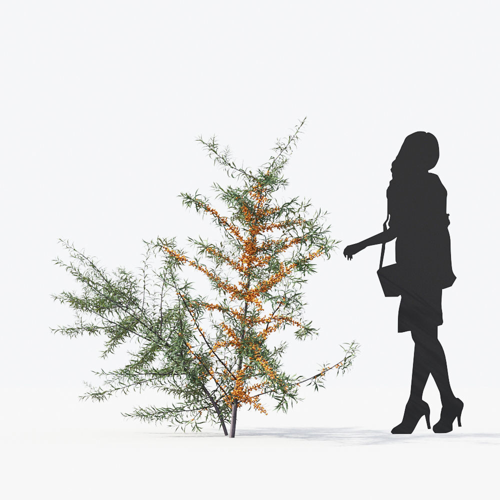 Tropical desert plant collection 3D model | CGTrader