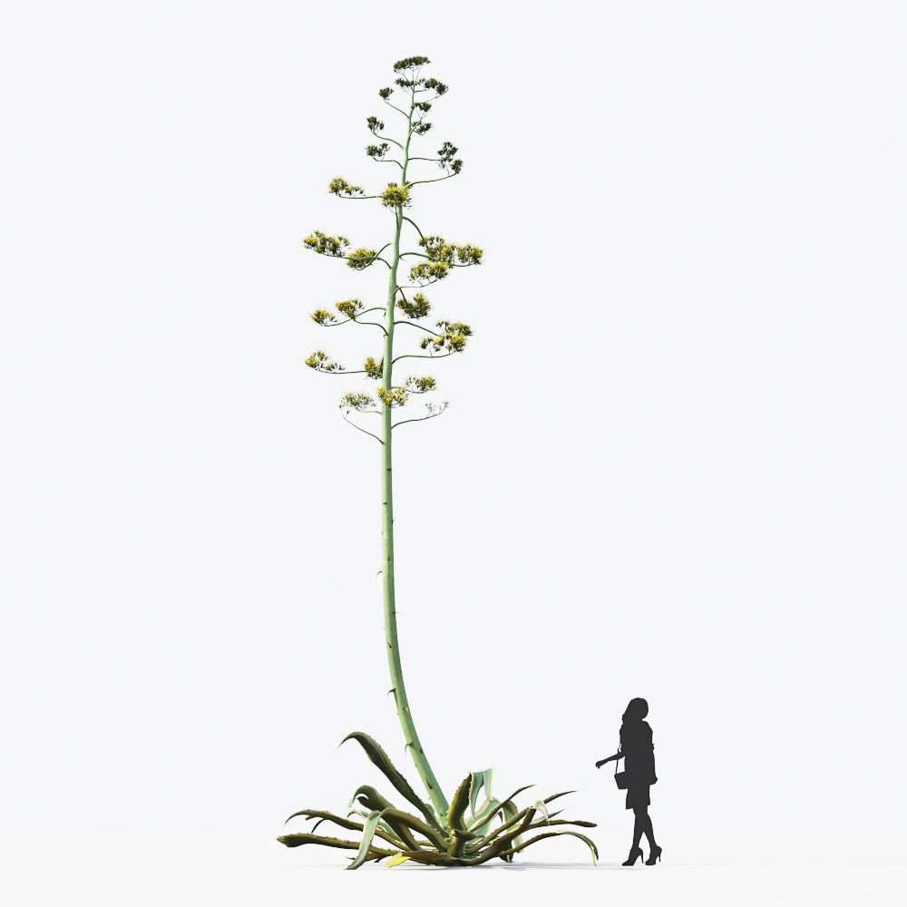 Tropical desert plant collection 3D model | CGTrader