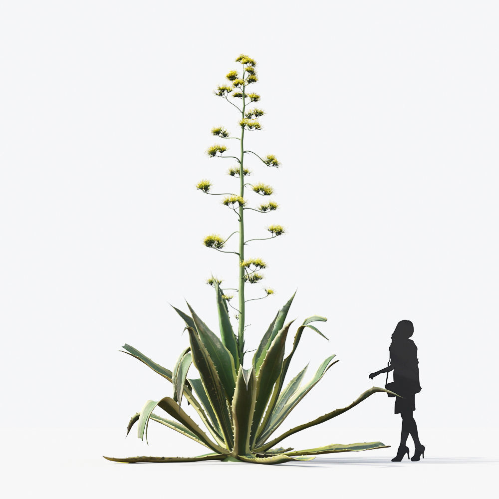 Tropical desert plant collection 3D model | CGTrader