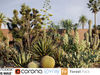 Tropical desert plant collection 3D model | CGTrader