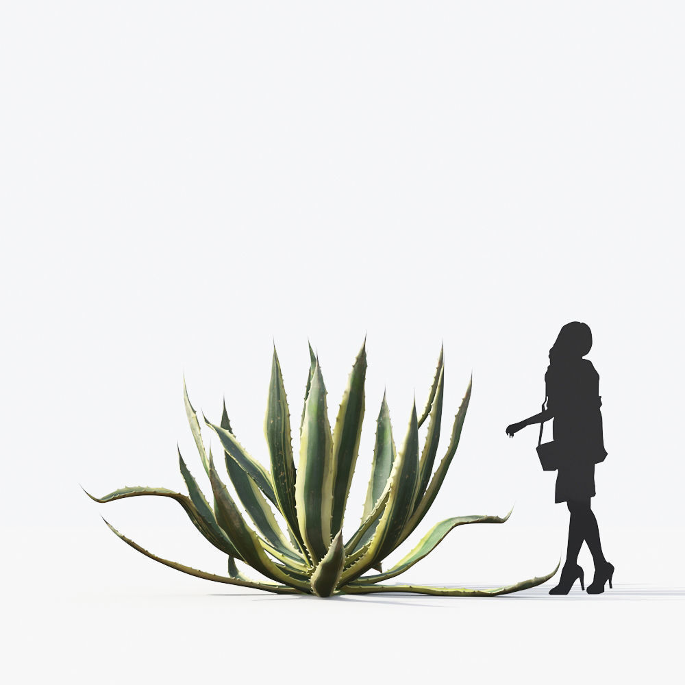 Tropical desert plant collection 3D model | CGTrader