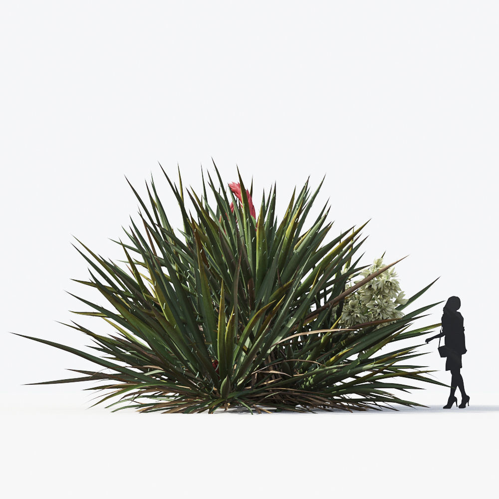 Tropical desert plant collection 3D model | CGTrader