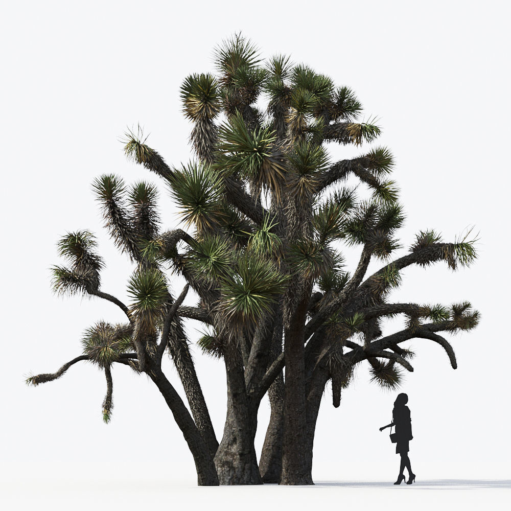 Tropical desert plant collection 3D model | CGTrader