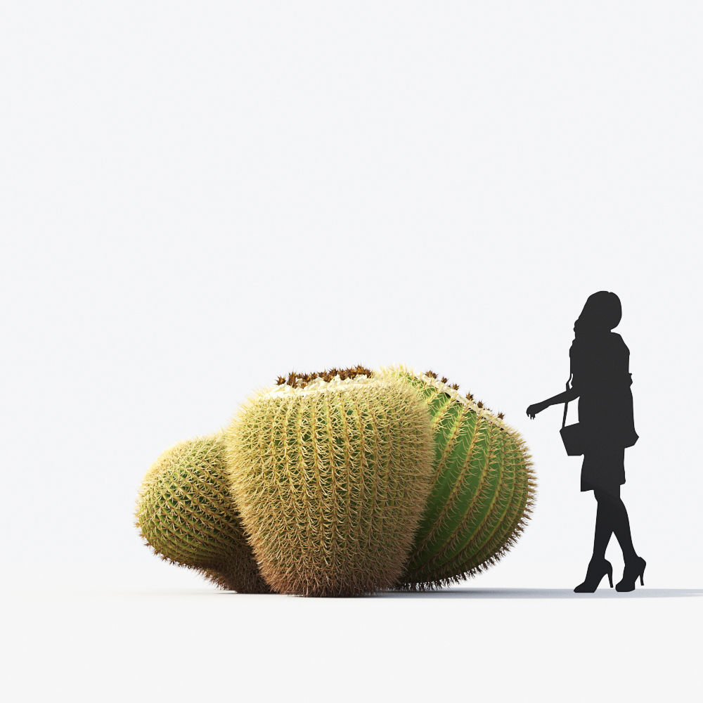 Tropical desert plant collection 3D model | CGTrader
