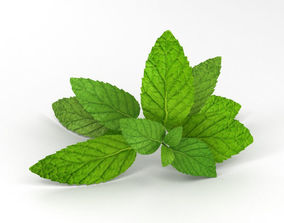 Mint 3D Models | CGTrader