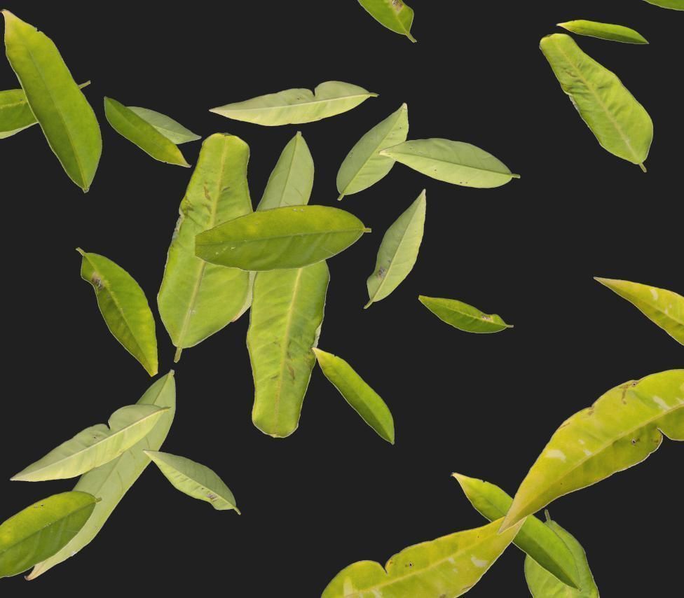 Orange Leaf Tillable PBR Texture 3D model | CGTrader