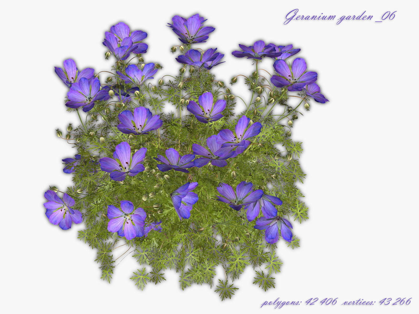 Flower Geranium garden 3D model | CGTrader