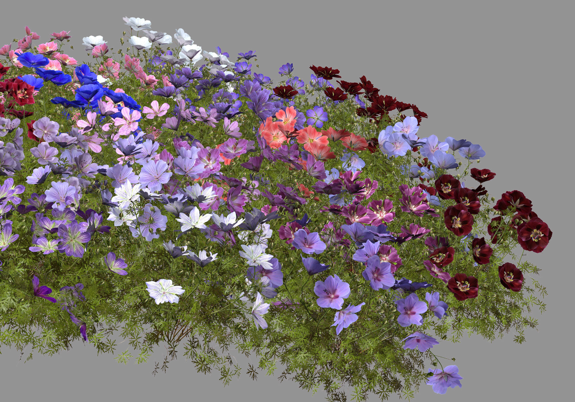 Flower Geranium garden 3D model | CGTrader