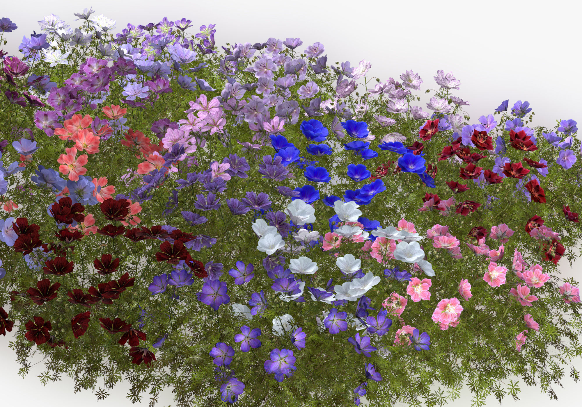 Flower Geranium garden 3D model | CGTrader