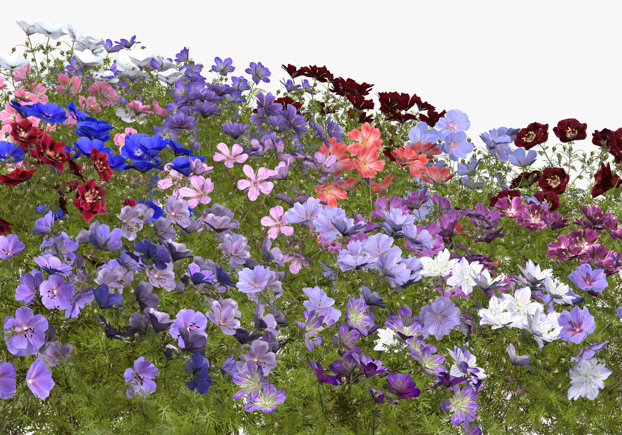Flower Geranium garden 3D model | CGTrader