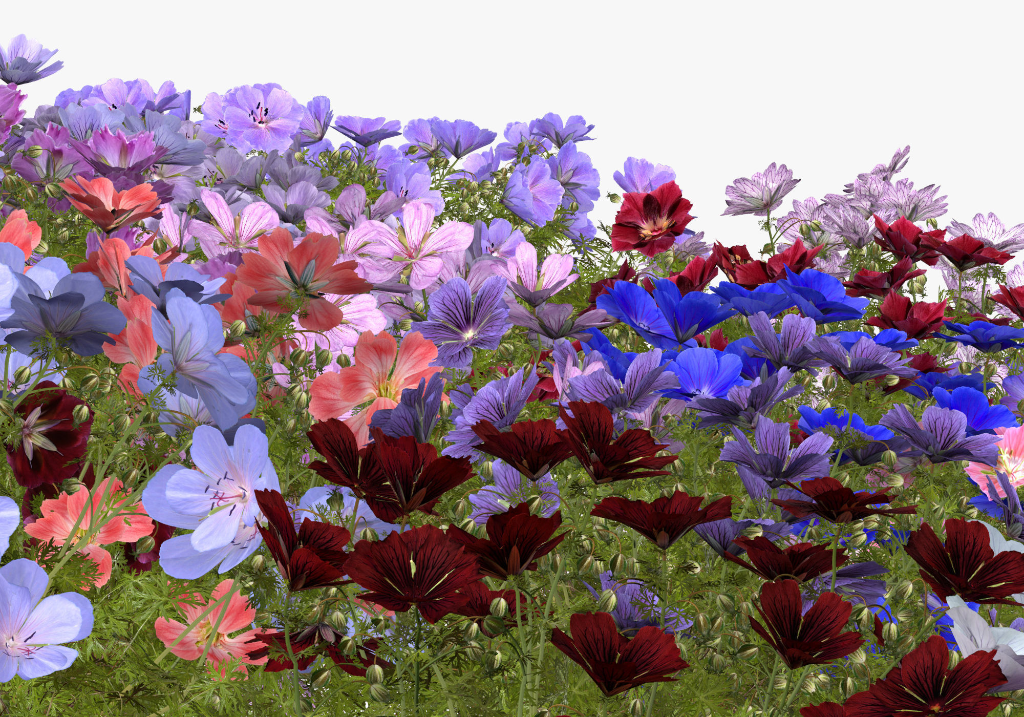 Flower Geranium garden 3D model | CGTrader