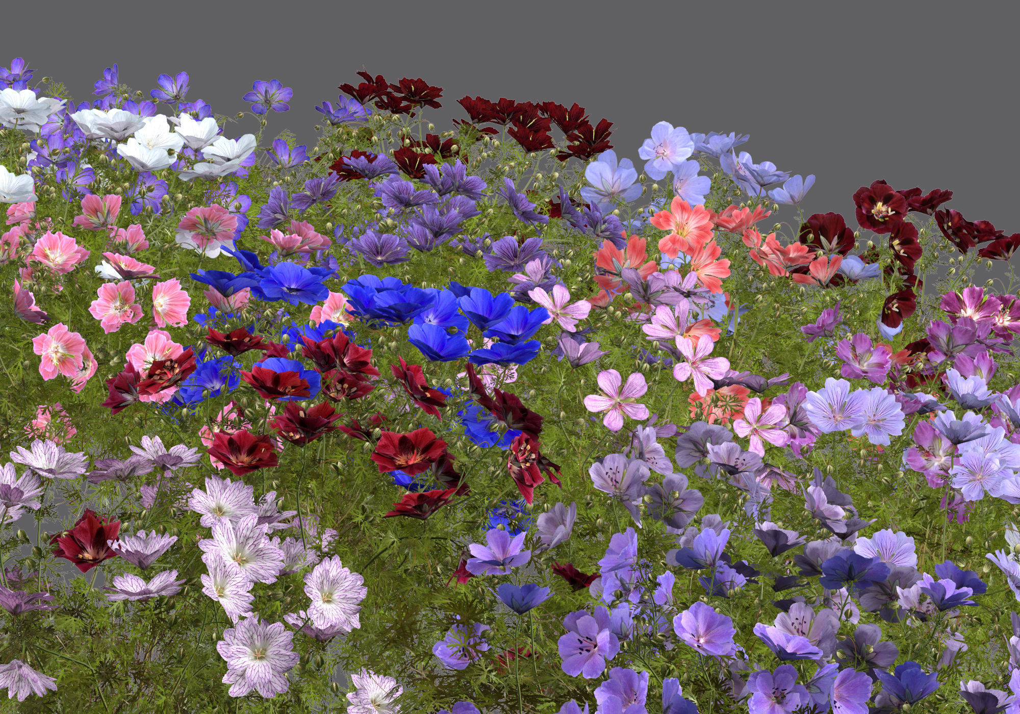 Flower Geranium garden 3D model | CGTrader