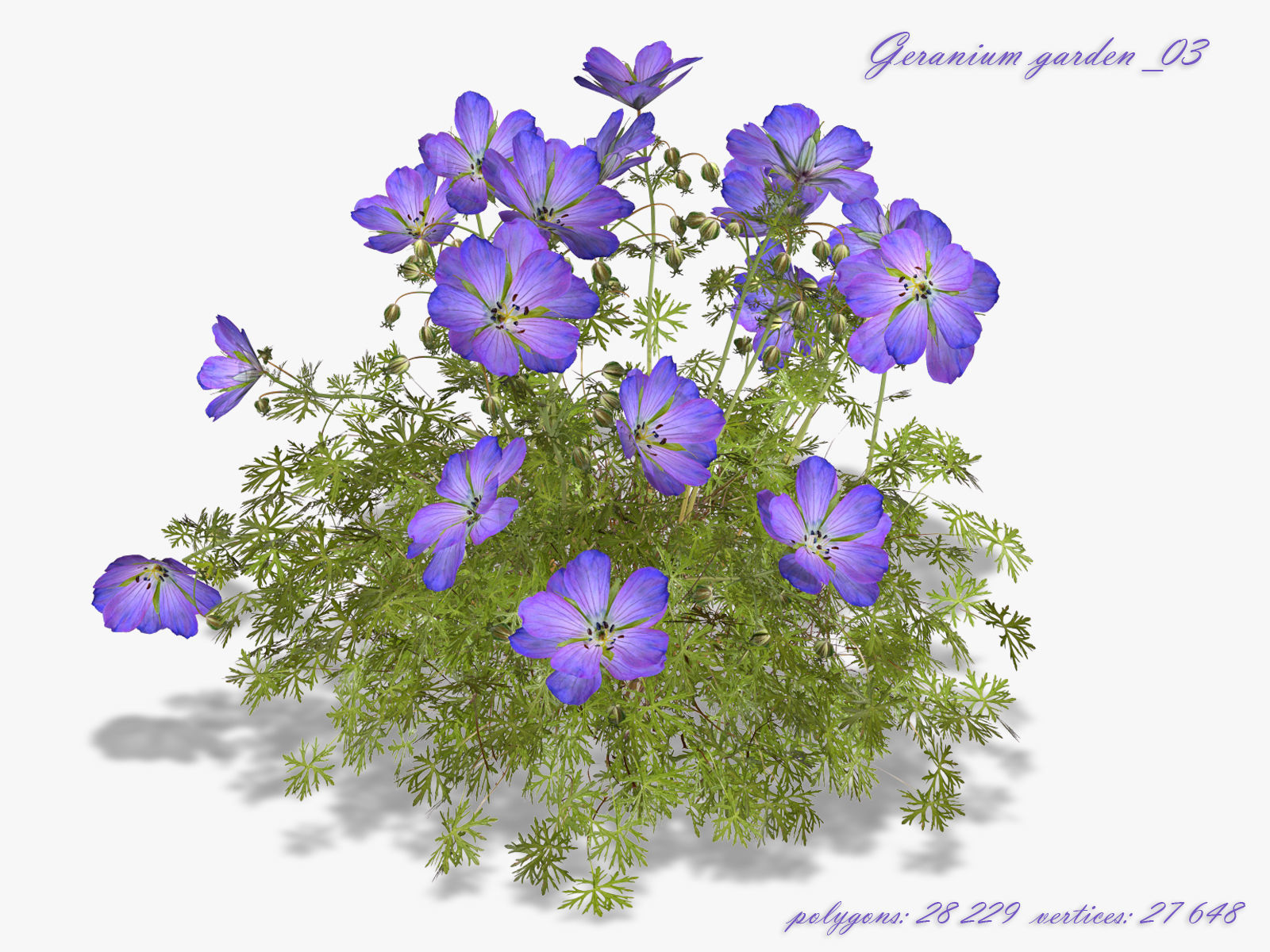 Flower Geranium garden 3D model | CGTrader