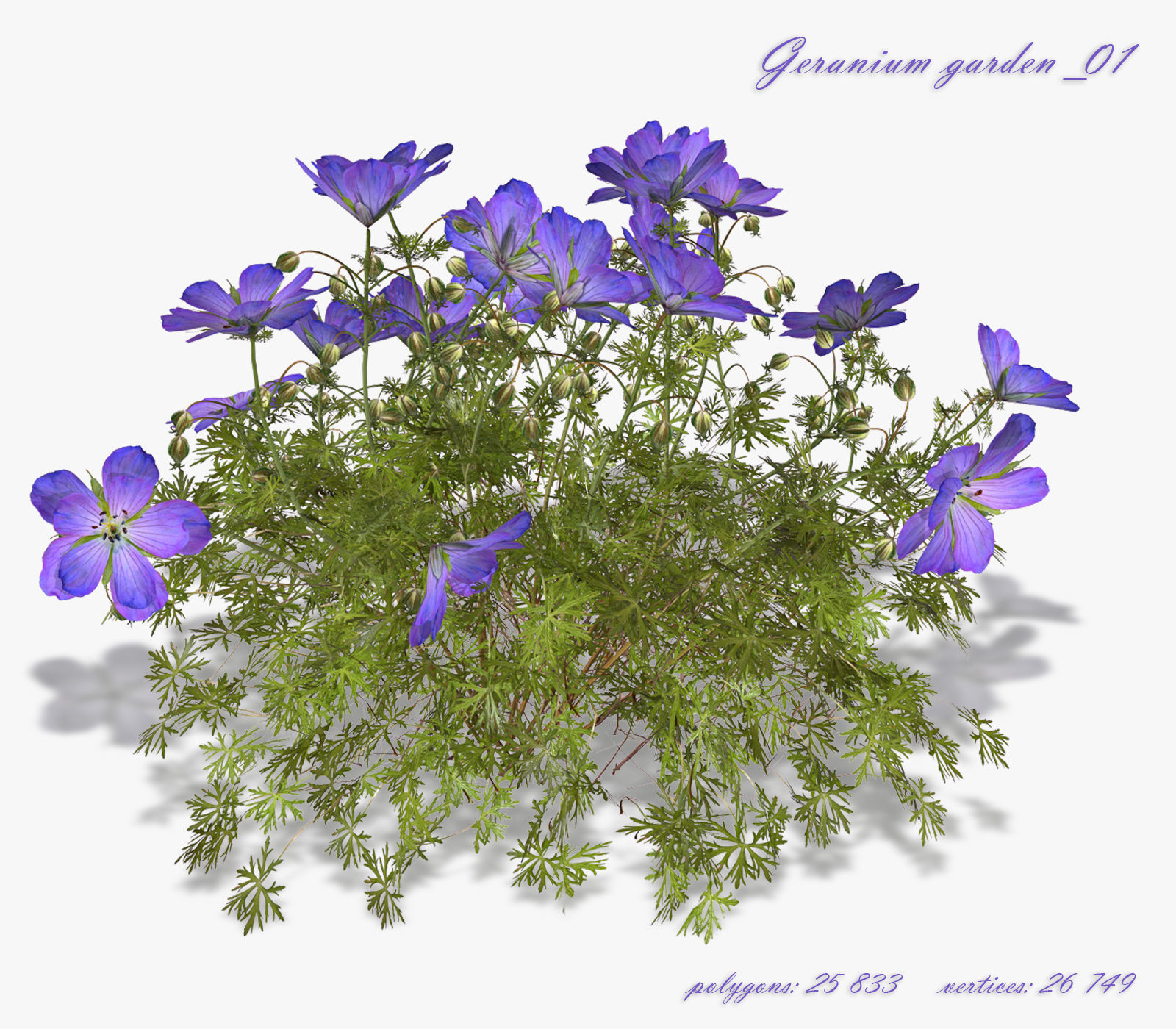 Flower Geranium garden 3D model | CGTrader