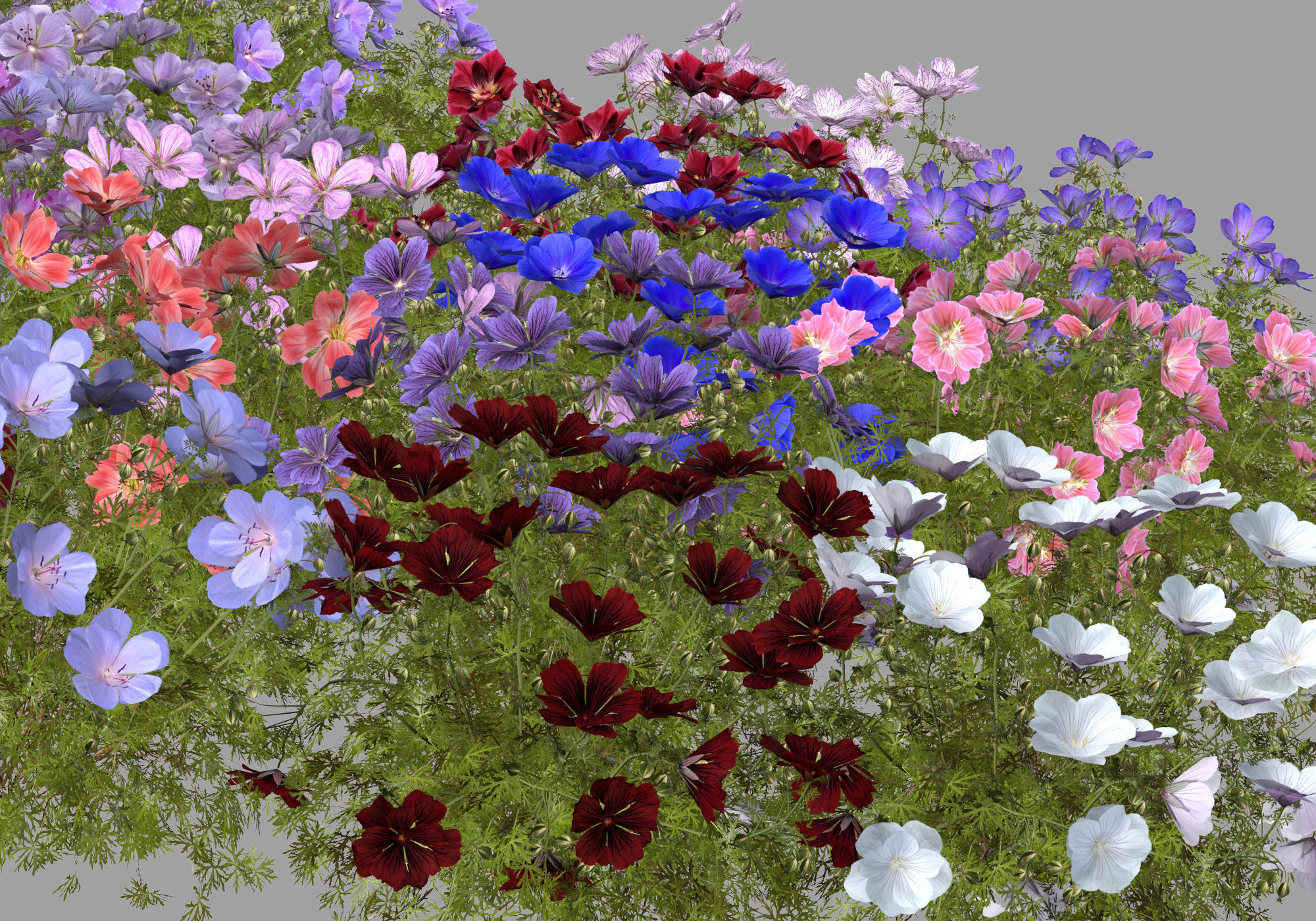 Flower Geranium garden 3D model | CGTrader