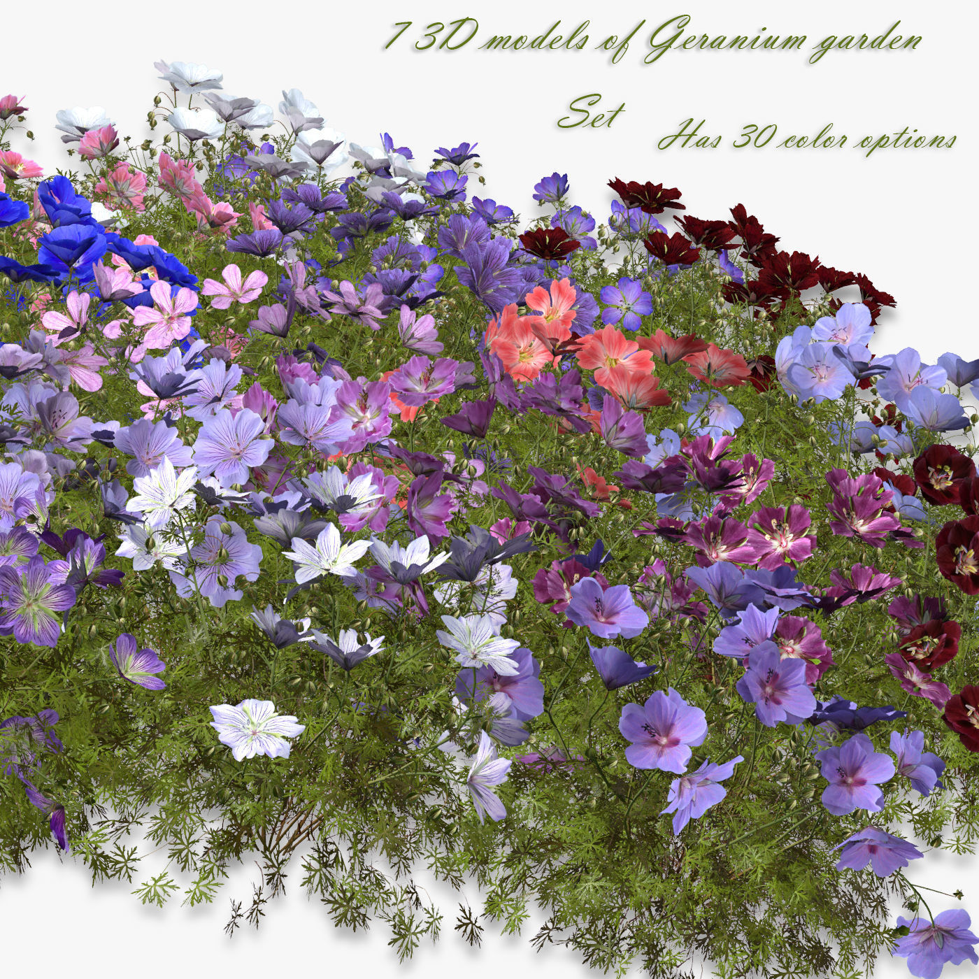 Flower Geranium garden 3D model | CGTrader