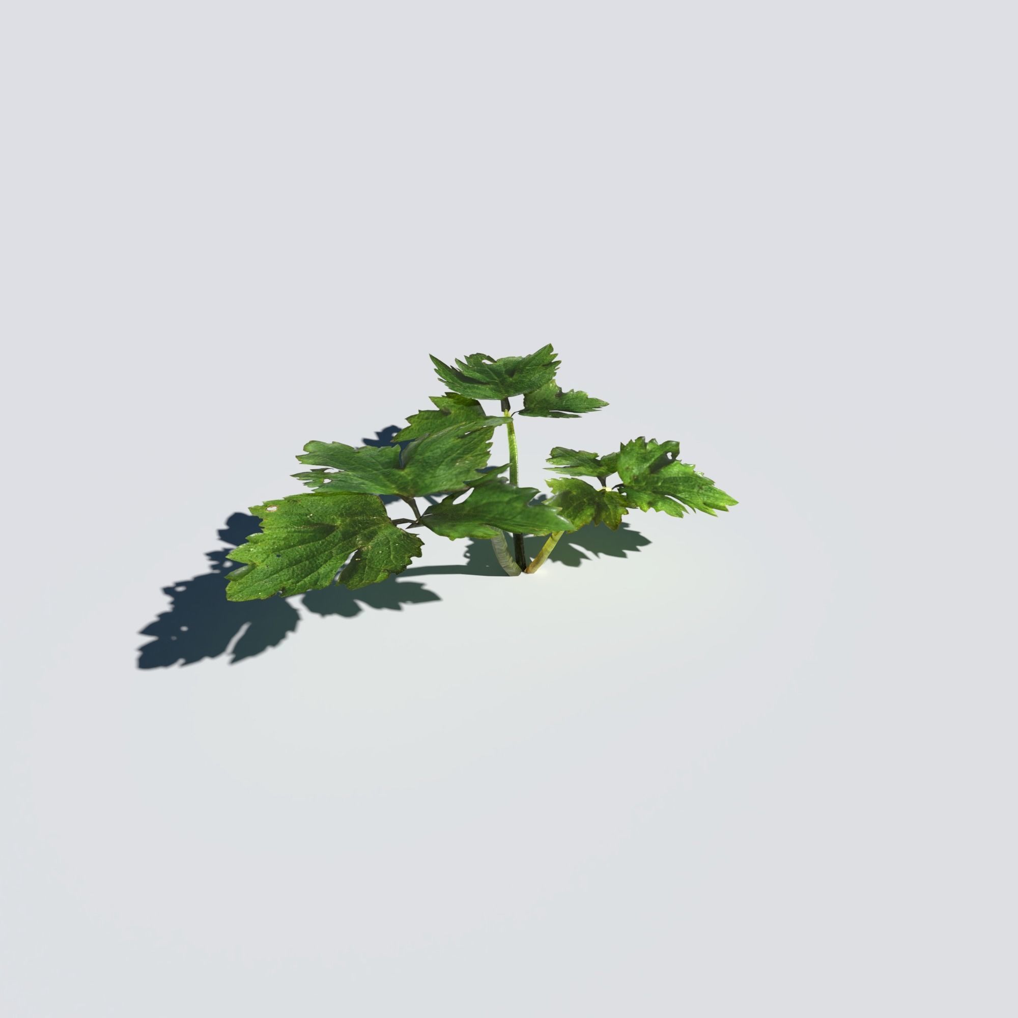Creeping Buttercup Pack 3D model | CGTrader
