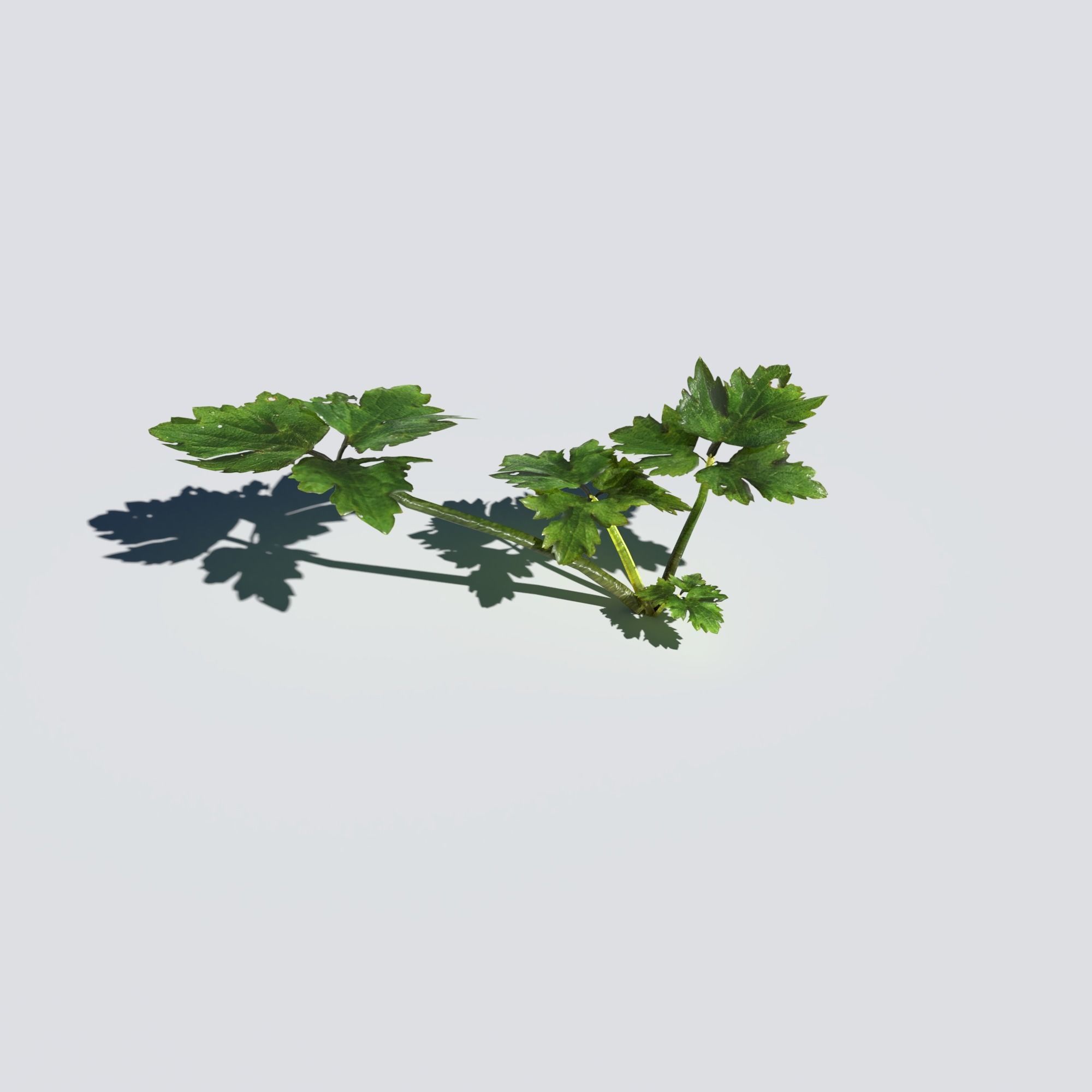 Creeping Buttercup Pack 3D model | CGTrader