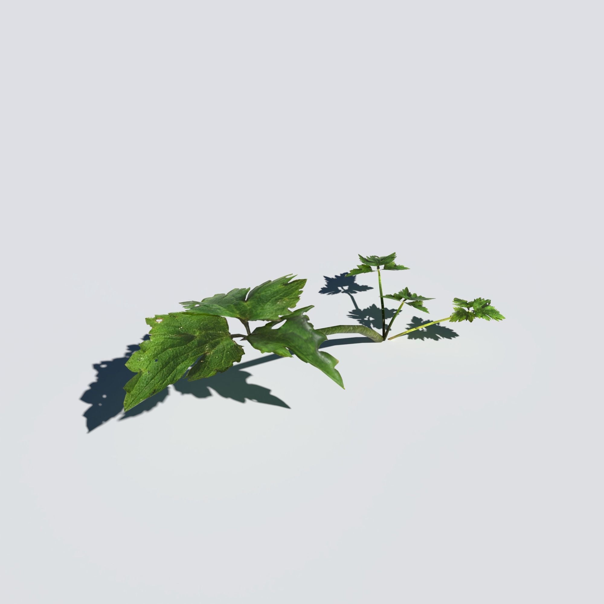 Creeping Buttercup Pack 3D model | CGTrader
