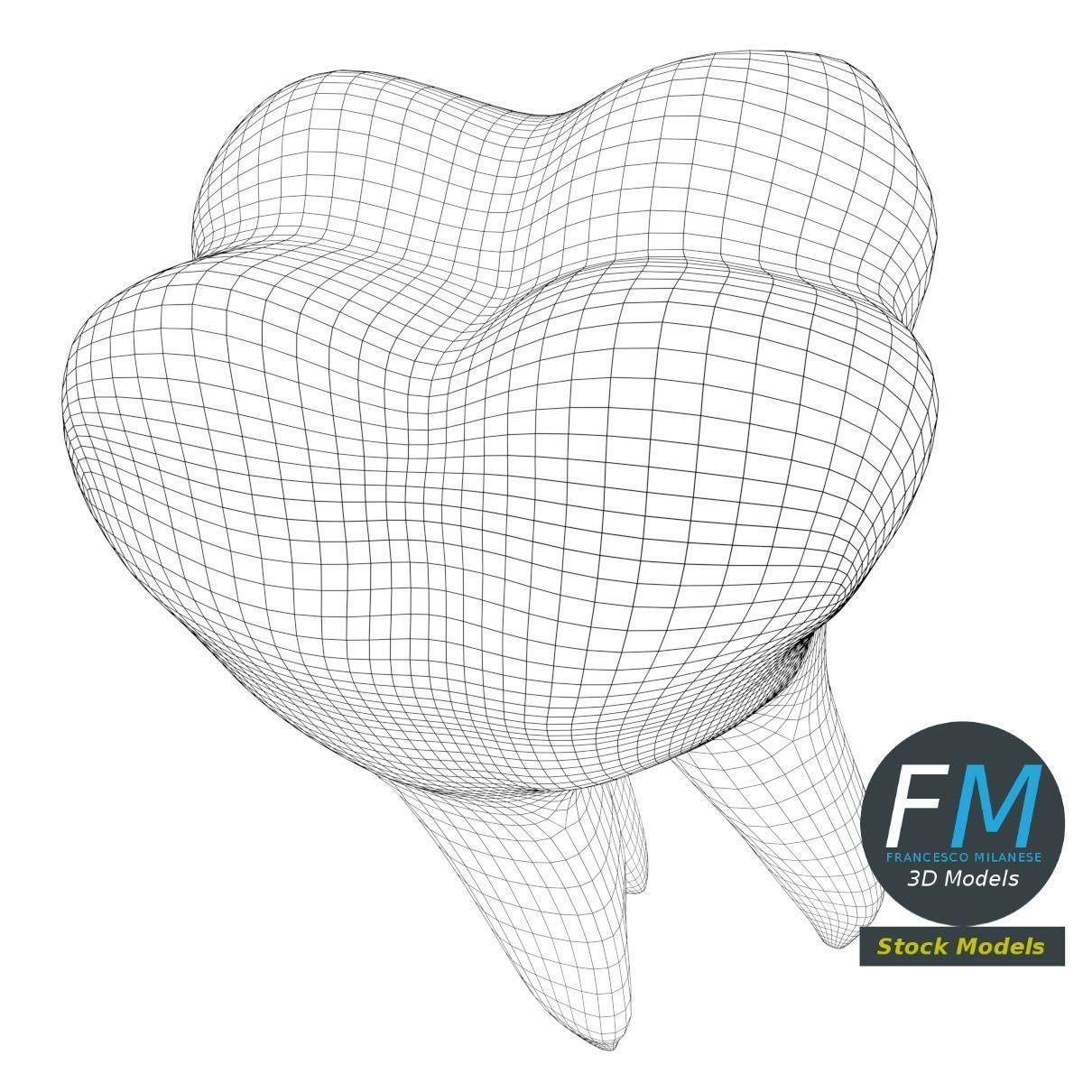 Stylized human second molar tooth 3D model | CGTrader