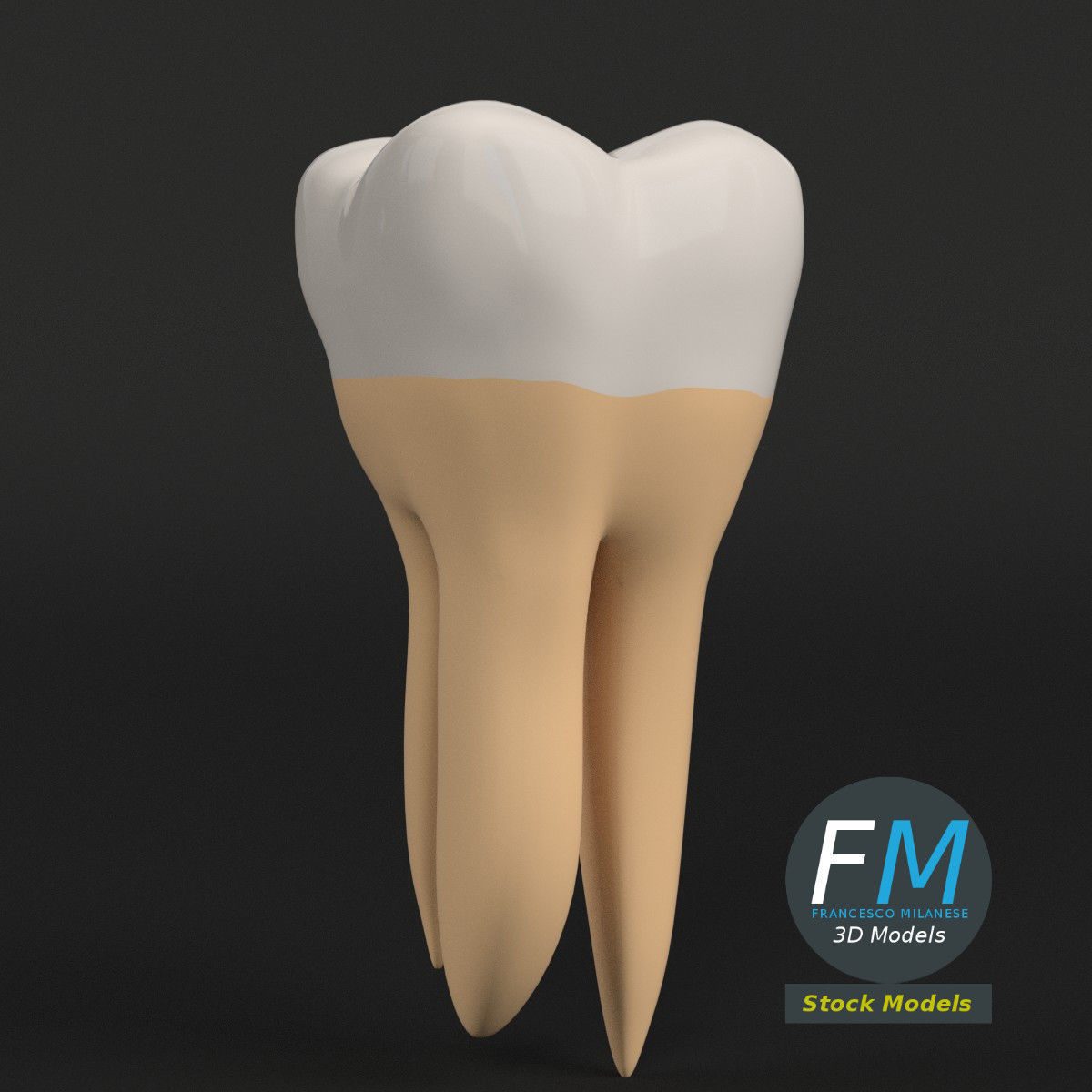 Stylized human second molar tooth 3D model | CGTrader