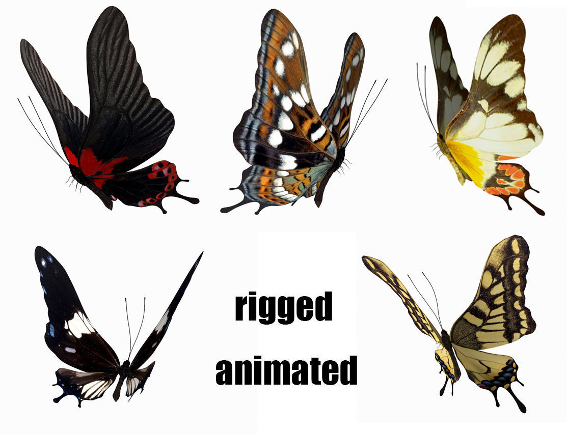 butterfly scalewing wing fly 3D model animated rigged | CGTrader