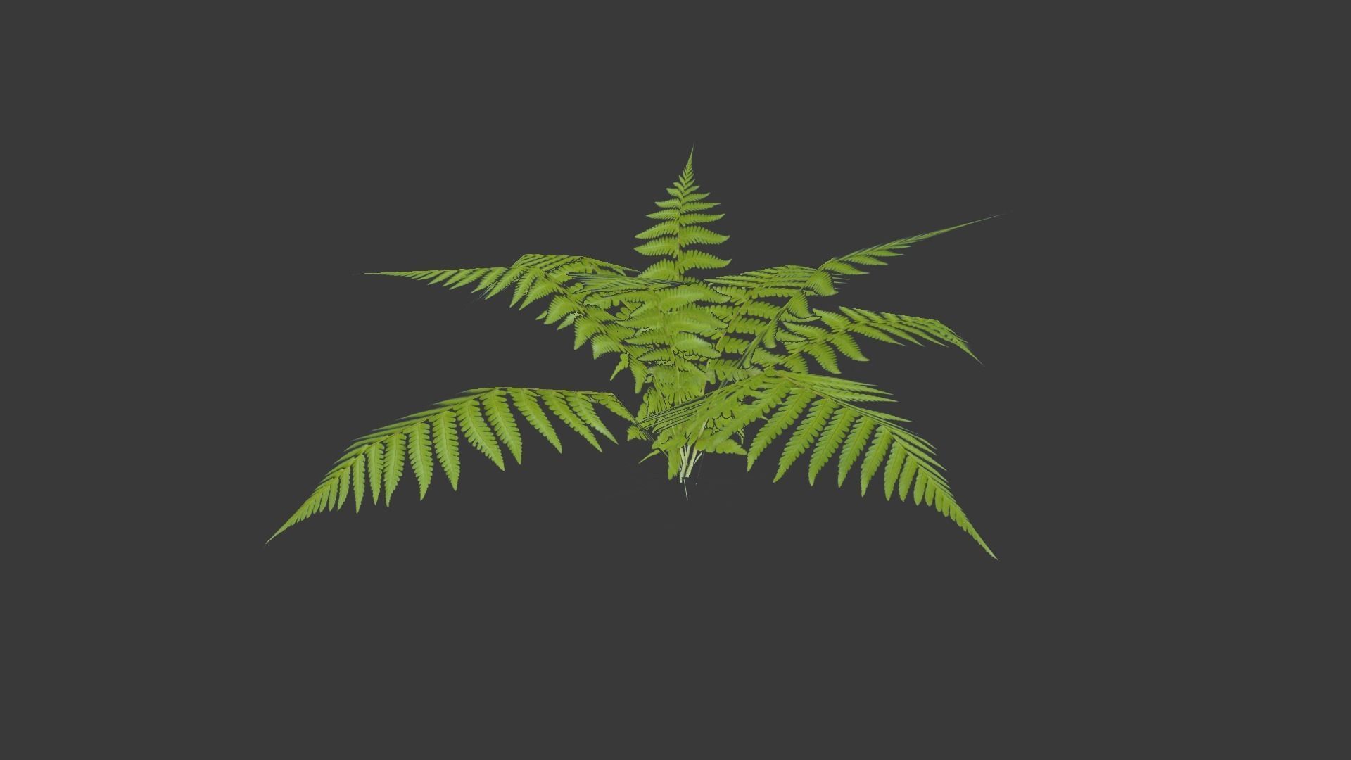 Fern lowpoly model leaf on sky free VR / AR / low-poly 3D model | CGTrader