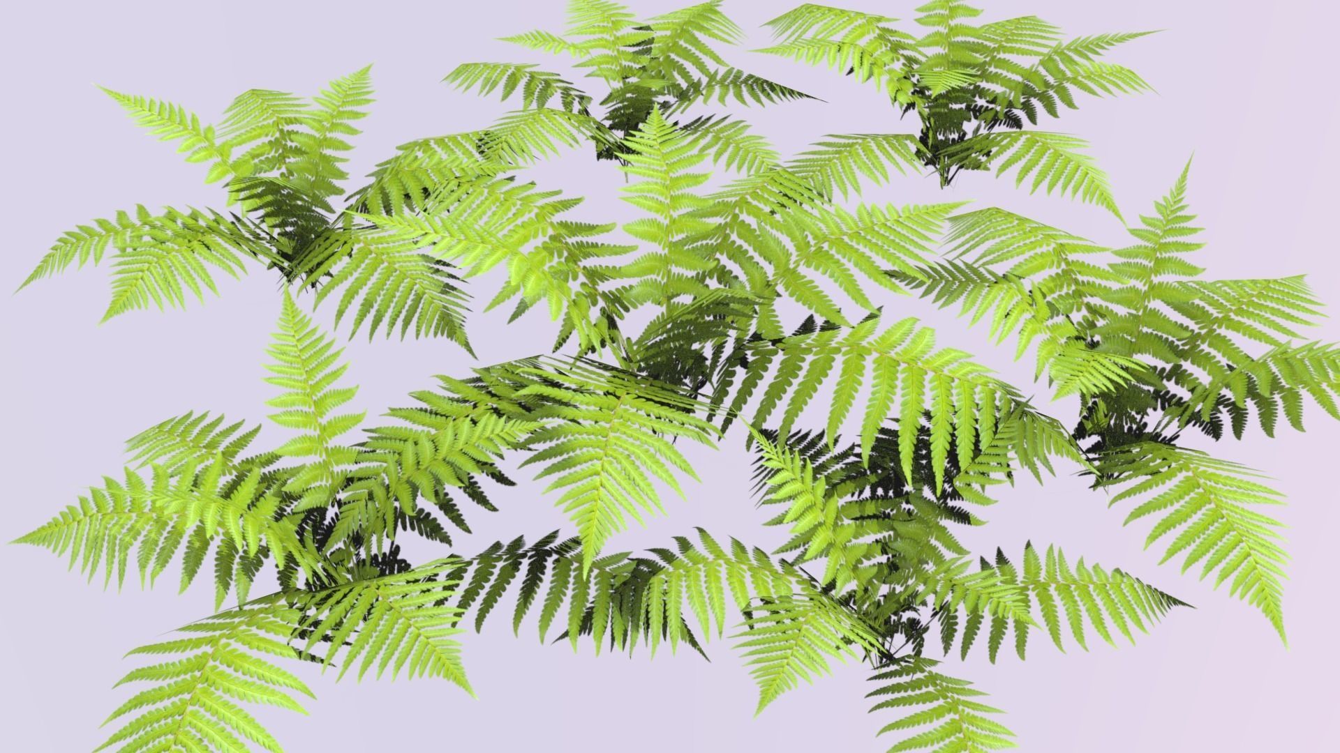 Fern lowpoly model leaf on sky free VR / AR / low-poly 3D model | CGTrader