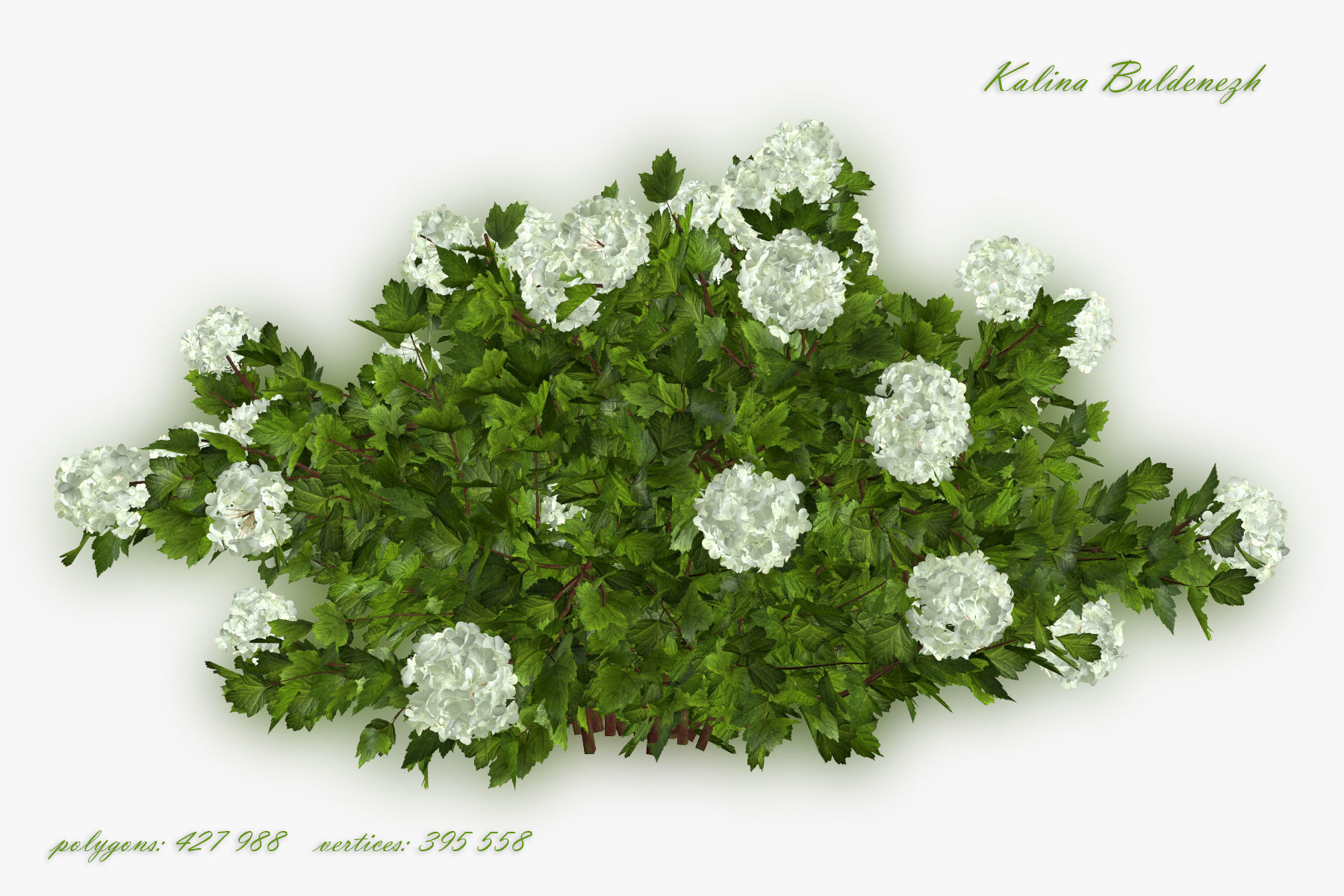 Viburnum Kalina Buldenezh 3D model | CGTrader