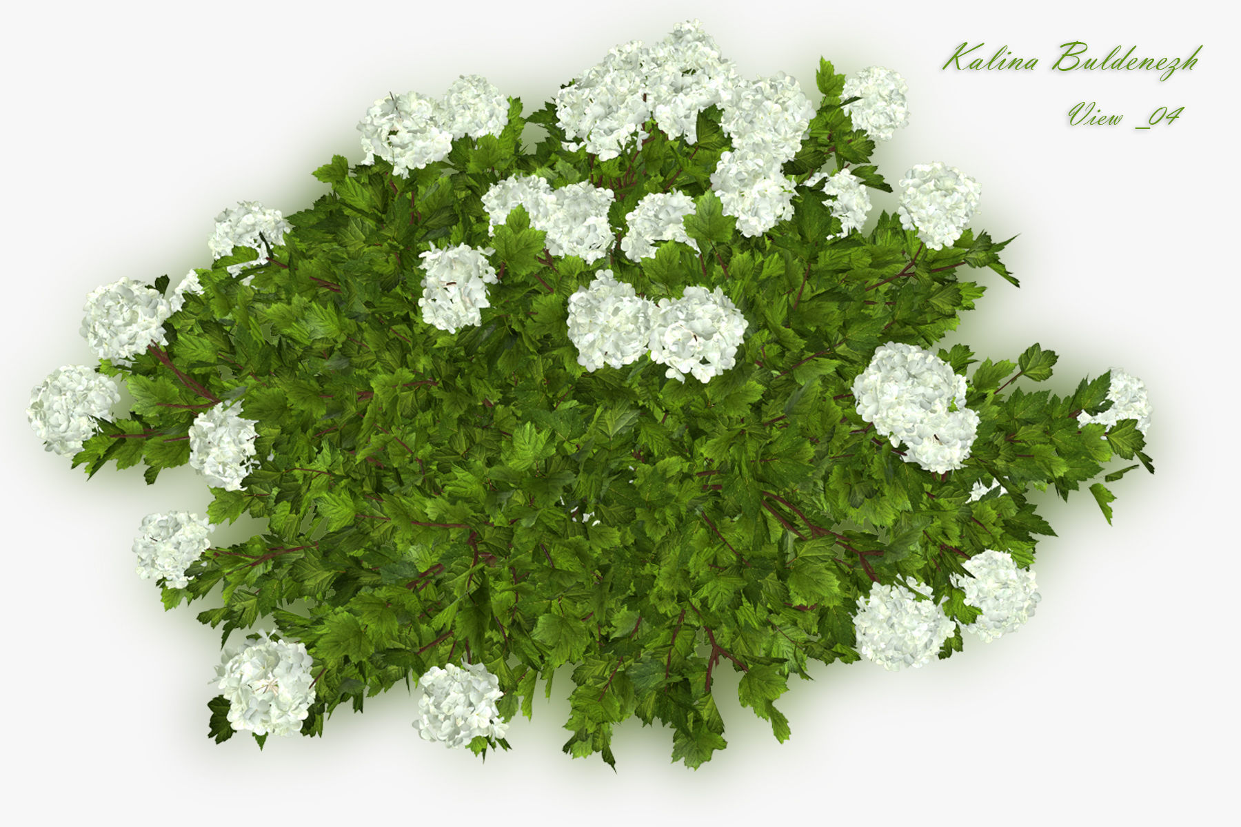 Viburnum Kalina Buldenezh 3D model | CGTrader