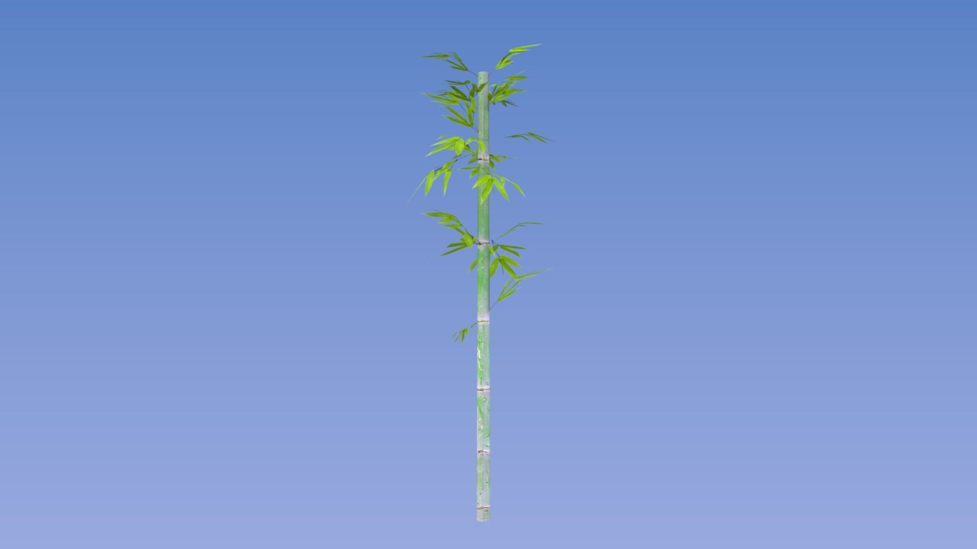 Bamboo set plant free VR / AR / low-poly 3D model | CGTrader