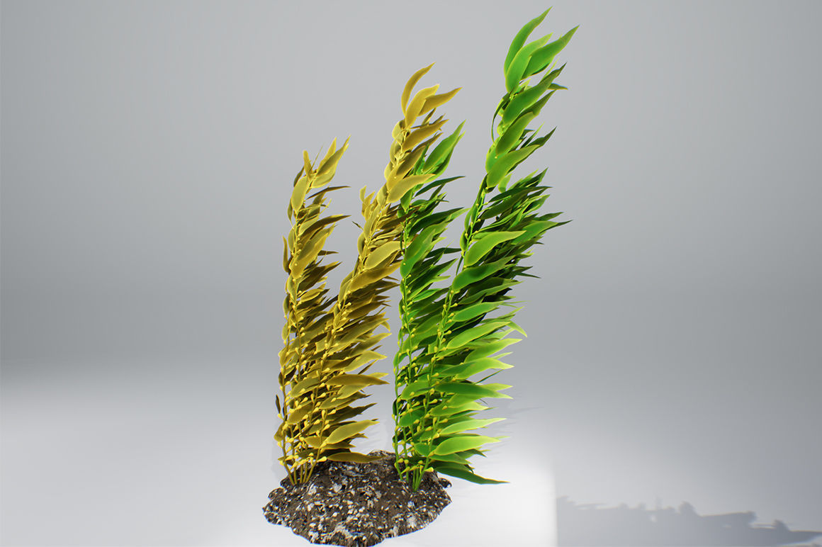 Kelp bush 3D model | CGTrader