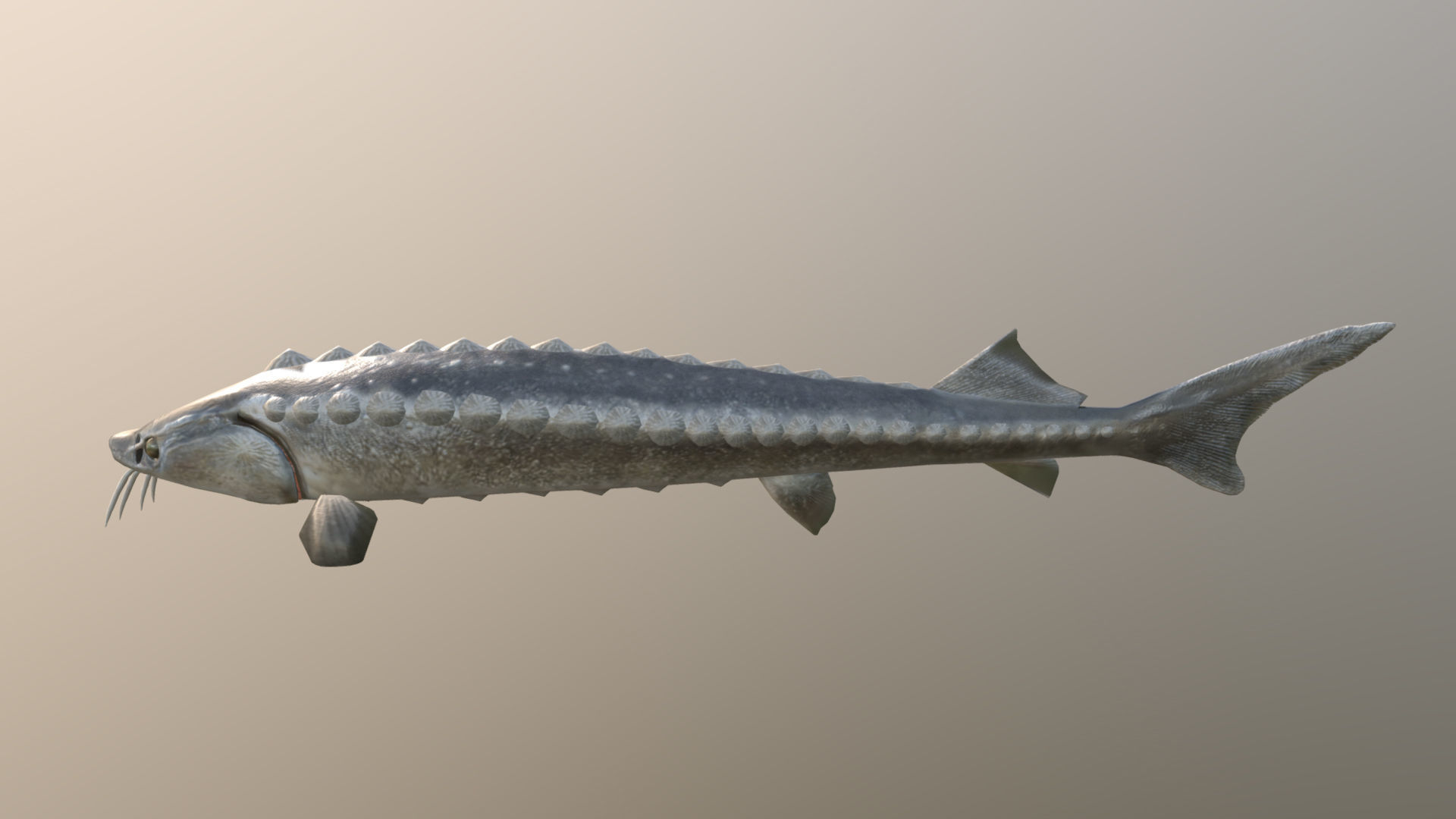 3D model 3d model Russian sturgeon VR / AR / low-poly rigged animated ...