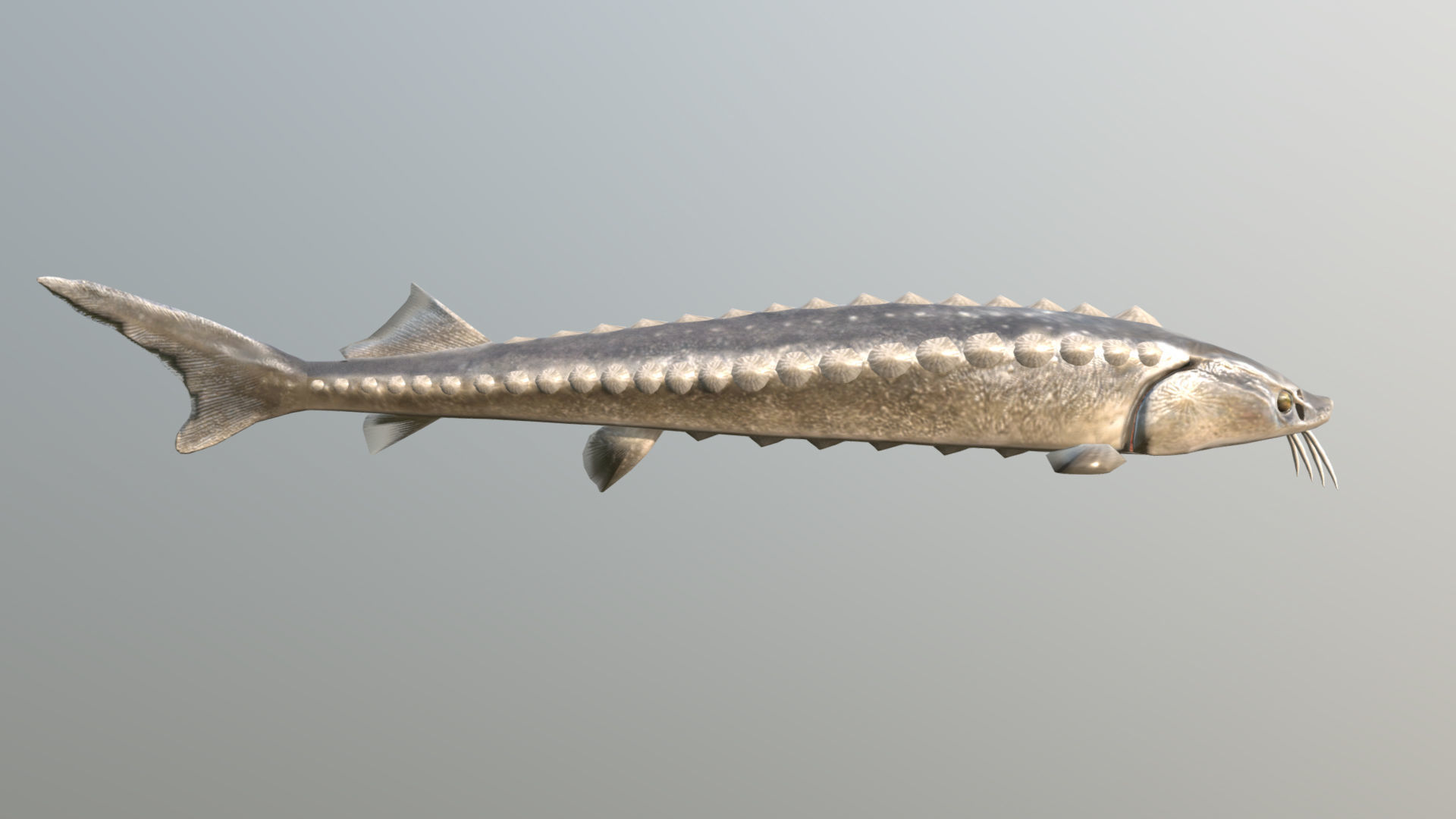 3D model 3d model Russian sturgeon VR / AR / low-poly rigged animated ...