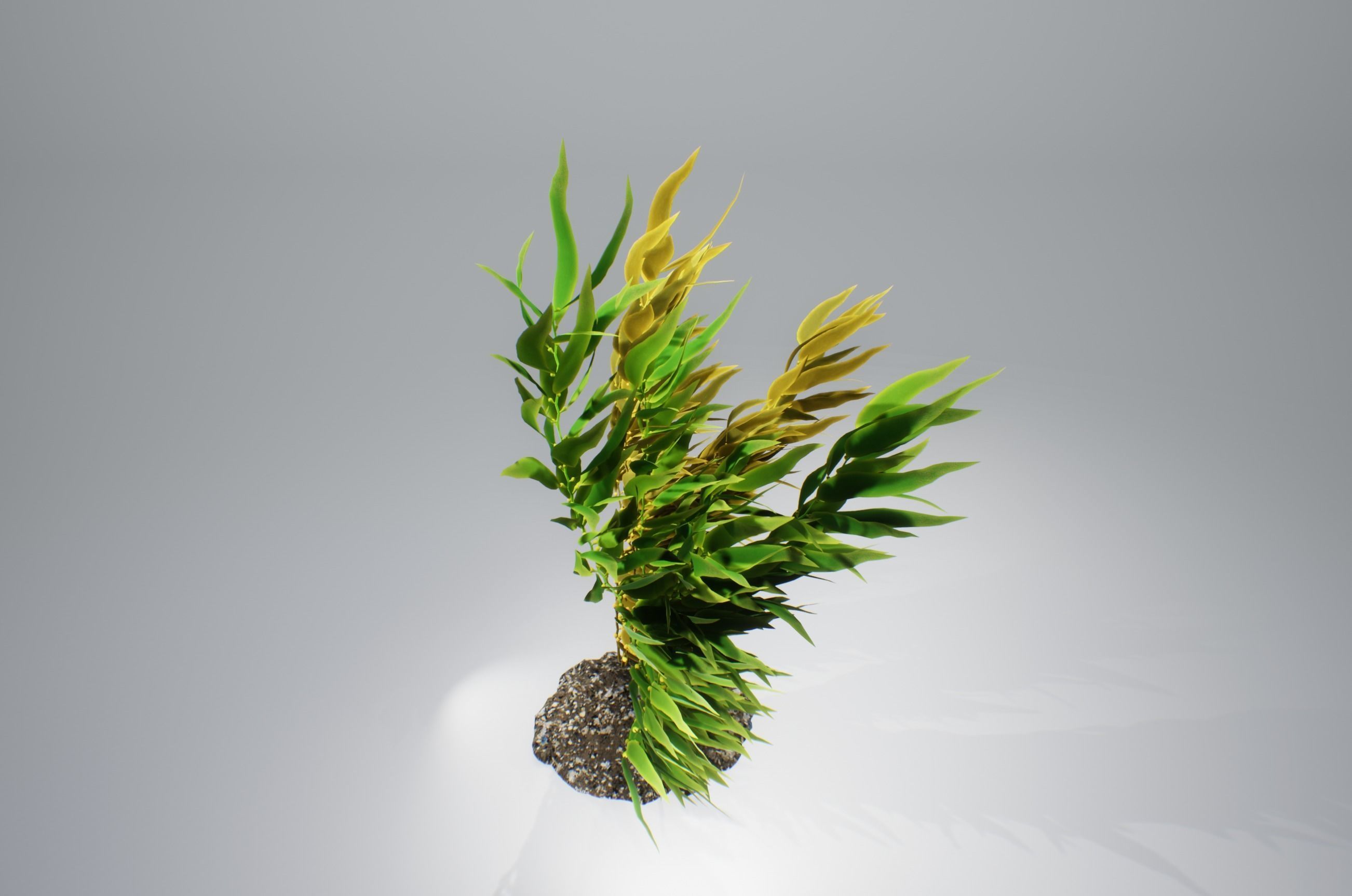 Kelp collection 3D model | CGTrader