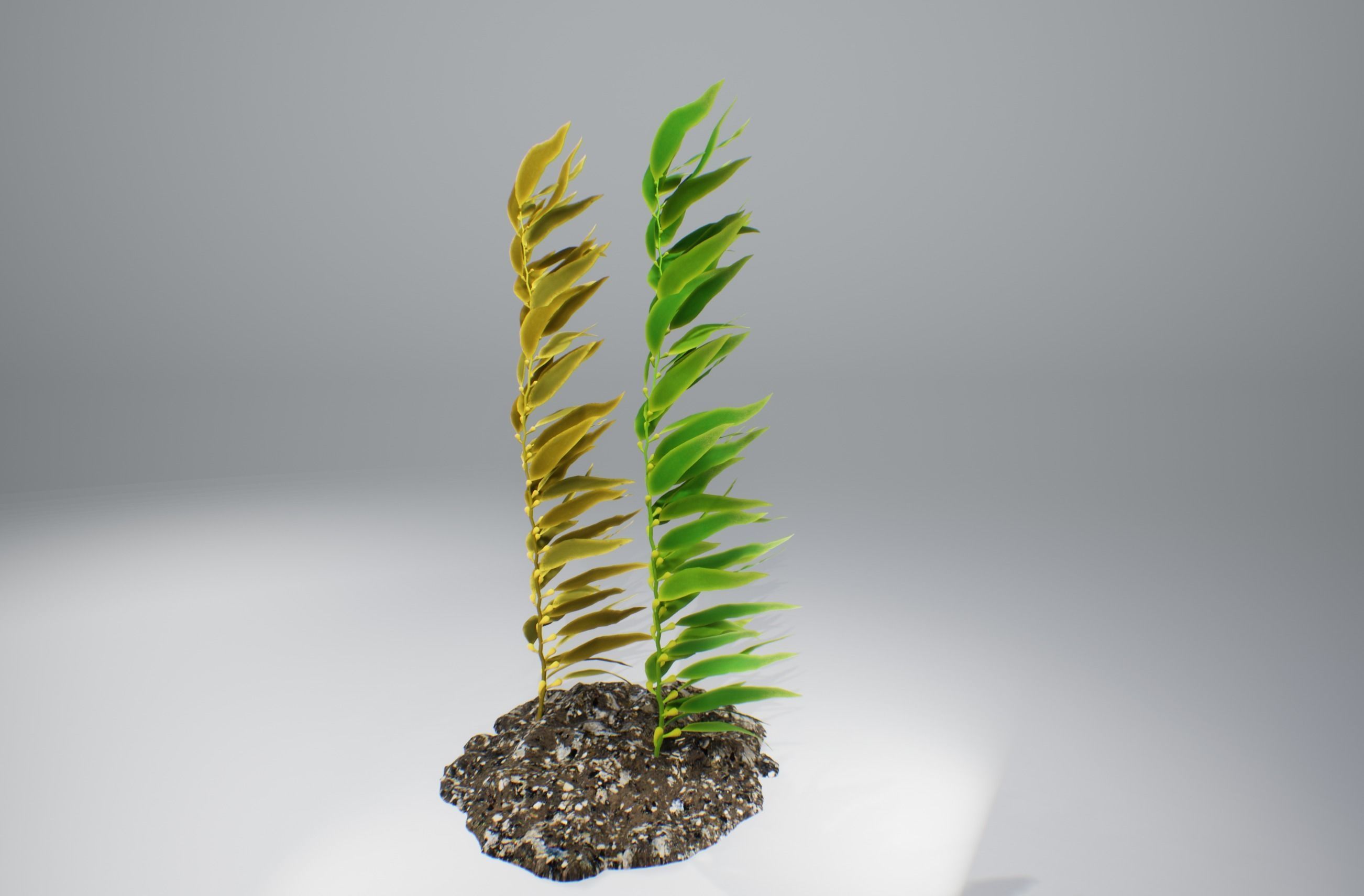 Kelp collection plant 3D model | CGTrader