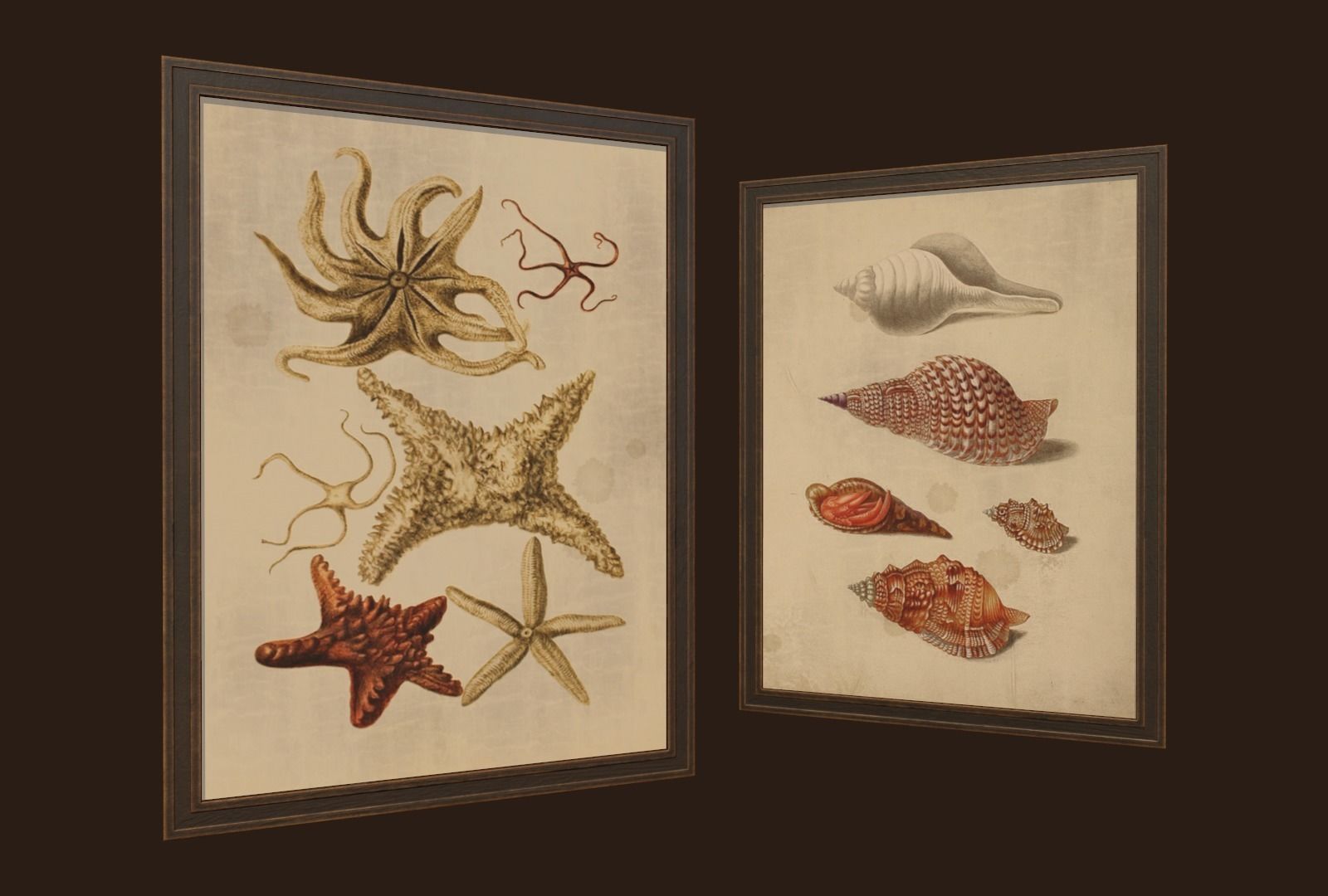 Pictures - PBR Game Ready sea shells in frame free VR / AR / low-poly ...