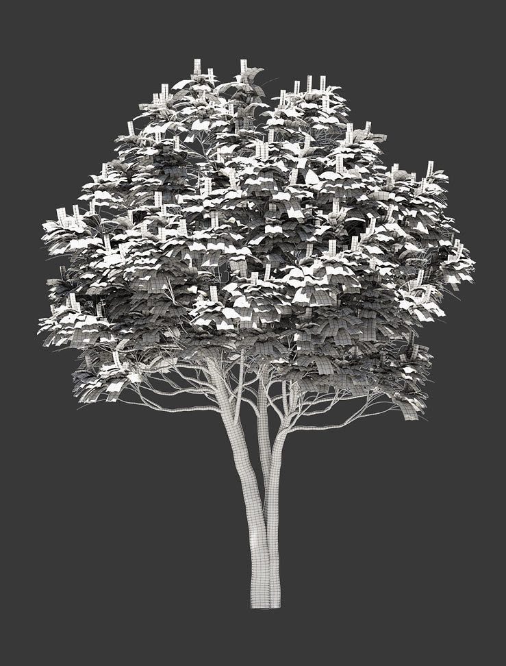 Peltophorum pterocarpum tree - 2 models 3D model | CGTrader