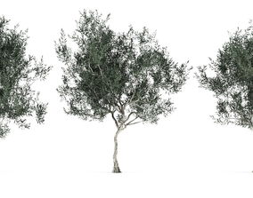 Olive tree 3D Models | CGTrader