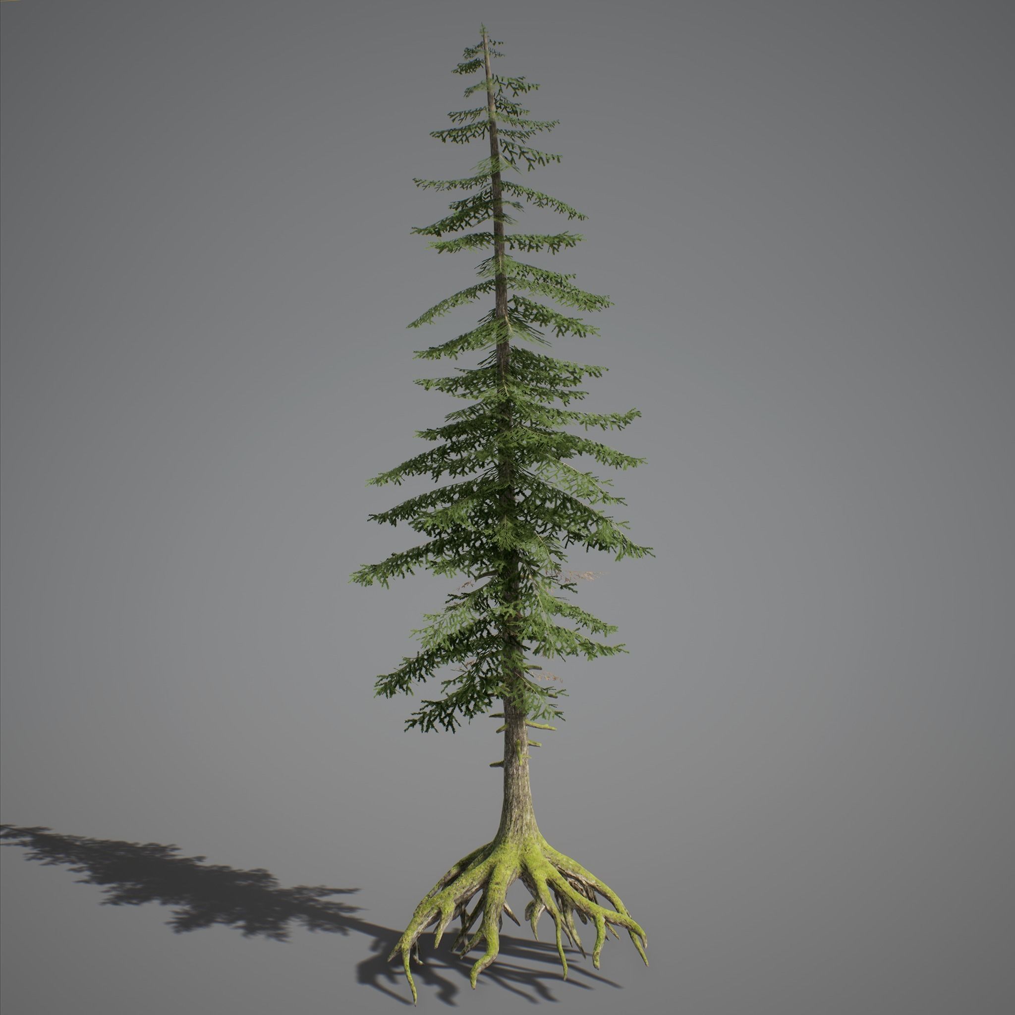 3D model UE4 - Fir Trees VR / AR / low-poly | CGTrader